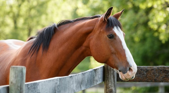 KENT / BLUE SEAL Sentinel Care Equine Choice Topline 30 Horse Feed, 50 ...