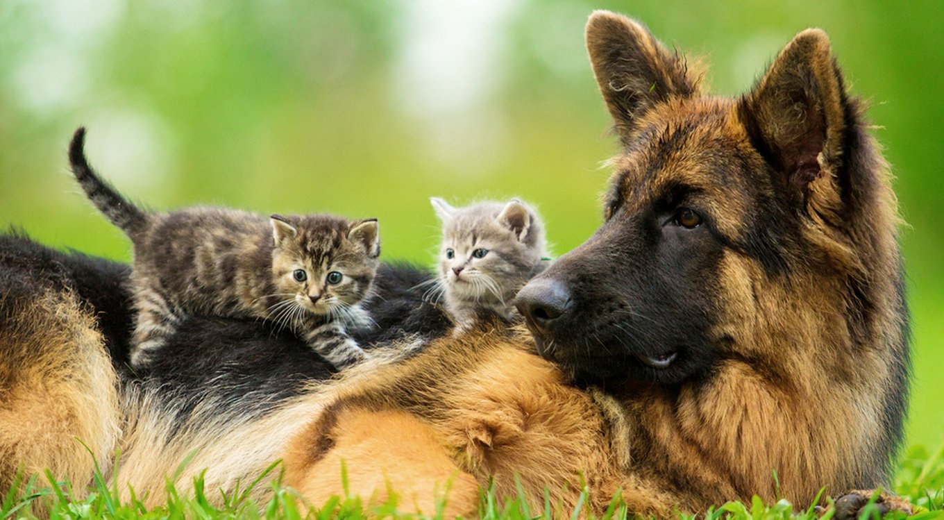 CAT-MAN-DOO Extra Large Dried Bonito Flakes Cat & Dog Treats, 4-oz bag ...