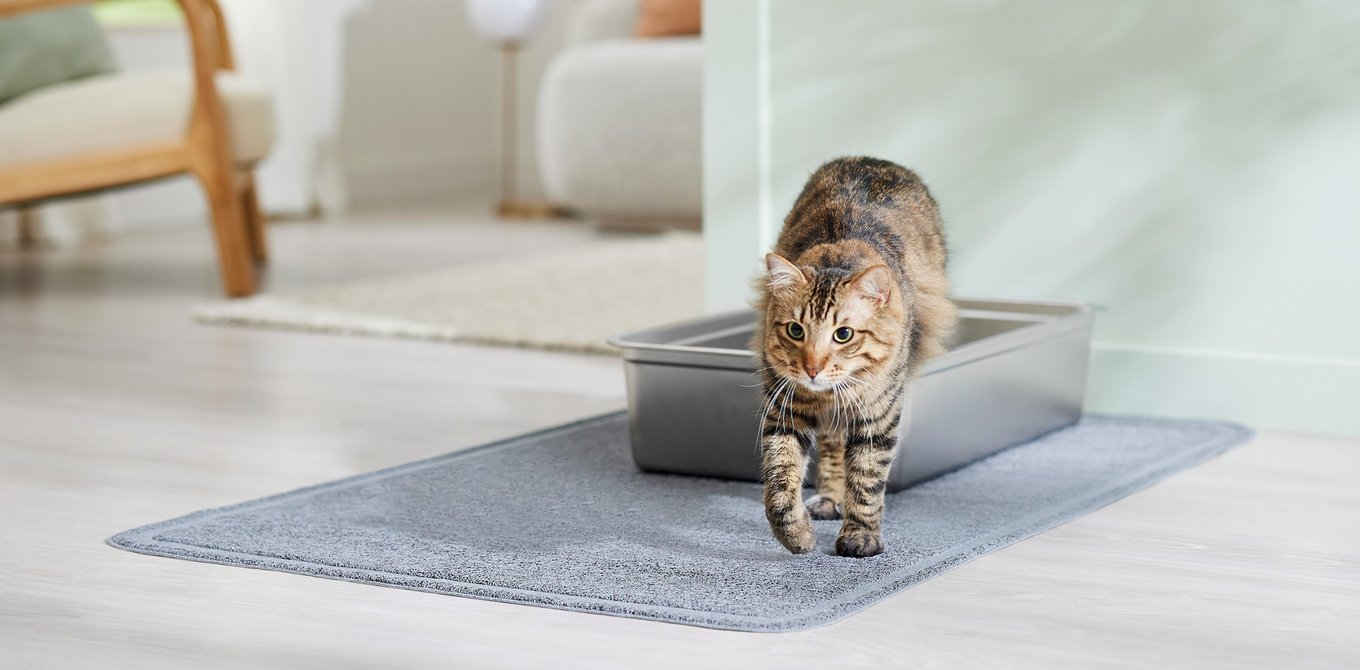 Frisco Multi-Cat Unscented Clumping Clay Cat Litter (Free Shipping) | Chewy