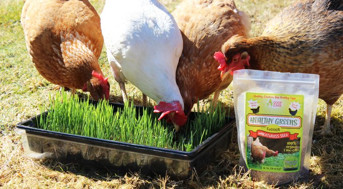 COOP CARE Healthy Greens Wheatgrass Fodder Chicken Feed, 16-oz pouch ...
