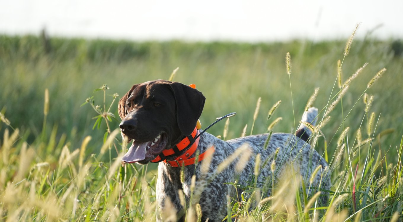 DOGTRA Pathfinder 2 Mini TRX Dog GPS Tracking Receiver Collar, Blue ...