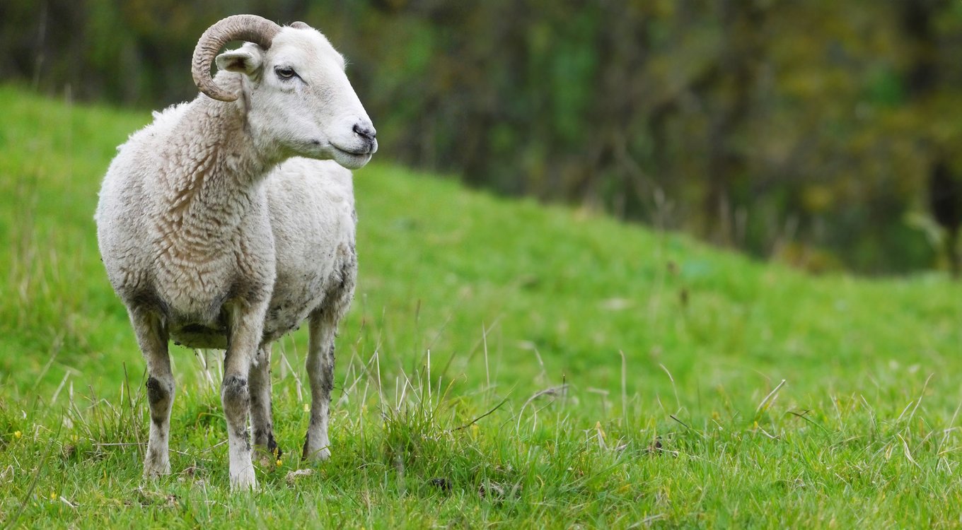 MAZURI Ratite Breeder Pellet Emu & Ostrich Food, 50-lb bag - Chewy.com