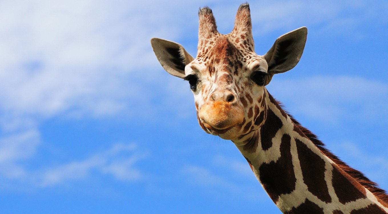 MAZURI Ratite Breeder Pellet Emu & Ostrich Food, 50-lb bag - Chewy.com