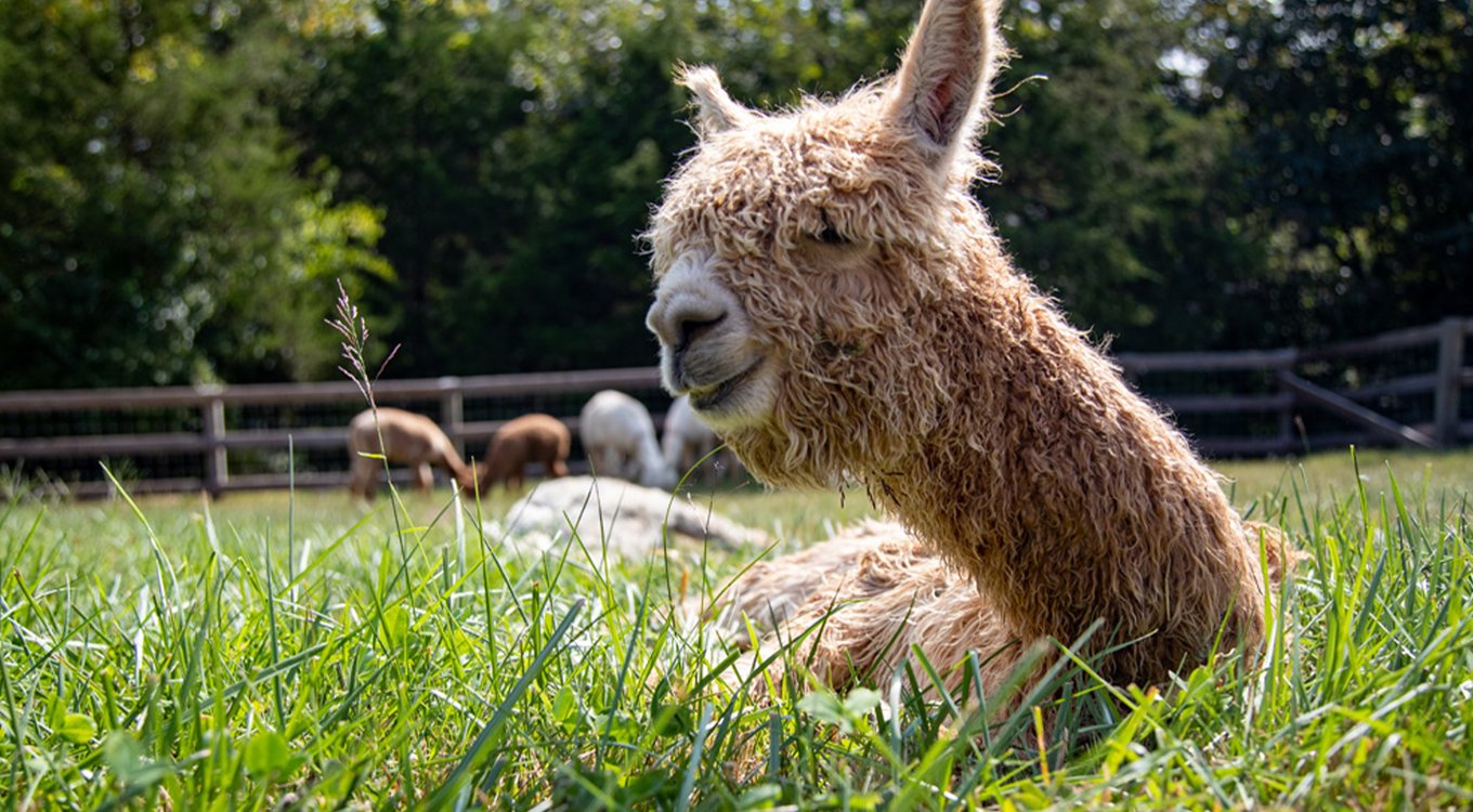 MAZURI Ratite Starter Emu & Ostrich Food, 40-lb bag - Chewy.com