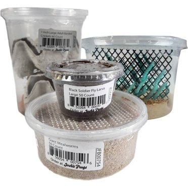 Leopard Gecko Habitat (Free Shipping) | Chewy