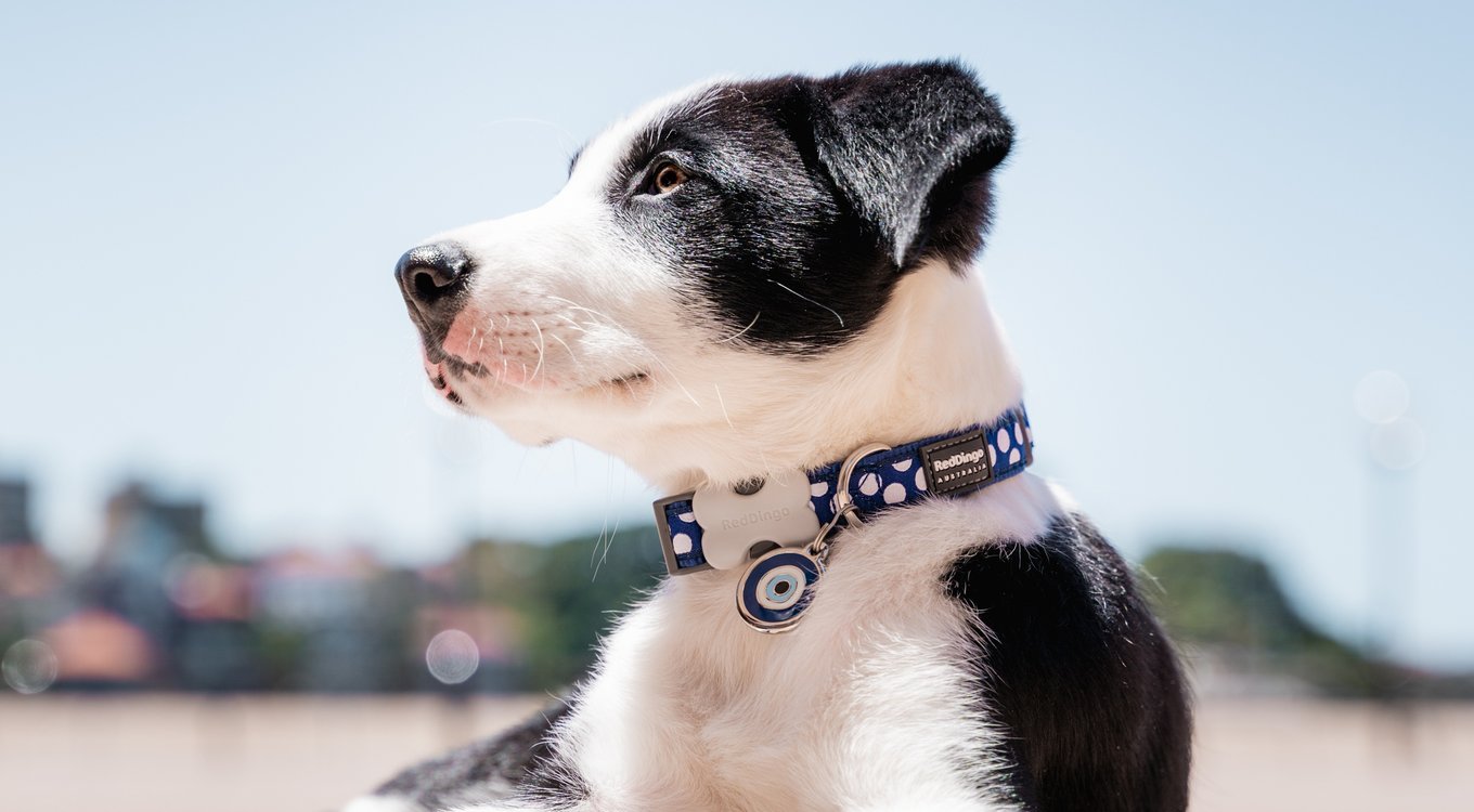 RED DINGO Glitter Paw Print Stainless Steel Personalized Dog & Cat ID ...