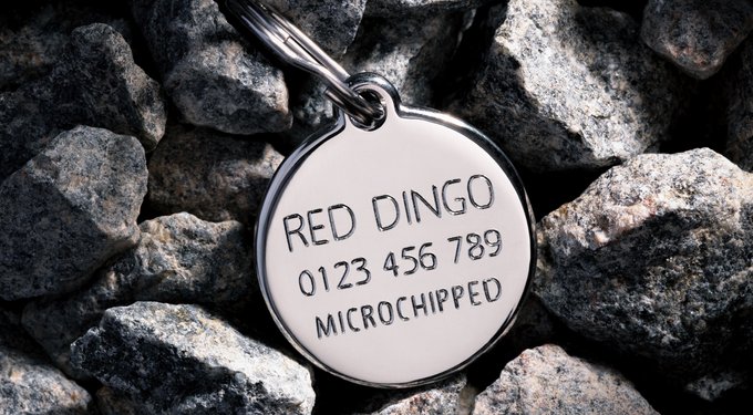 RED DINGO Bone Crystal Diamante Stainless Steel Personalized Dog ID Tag ...