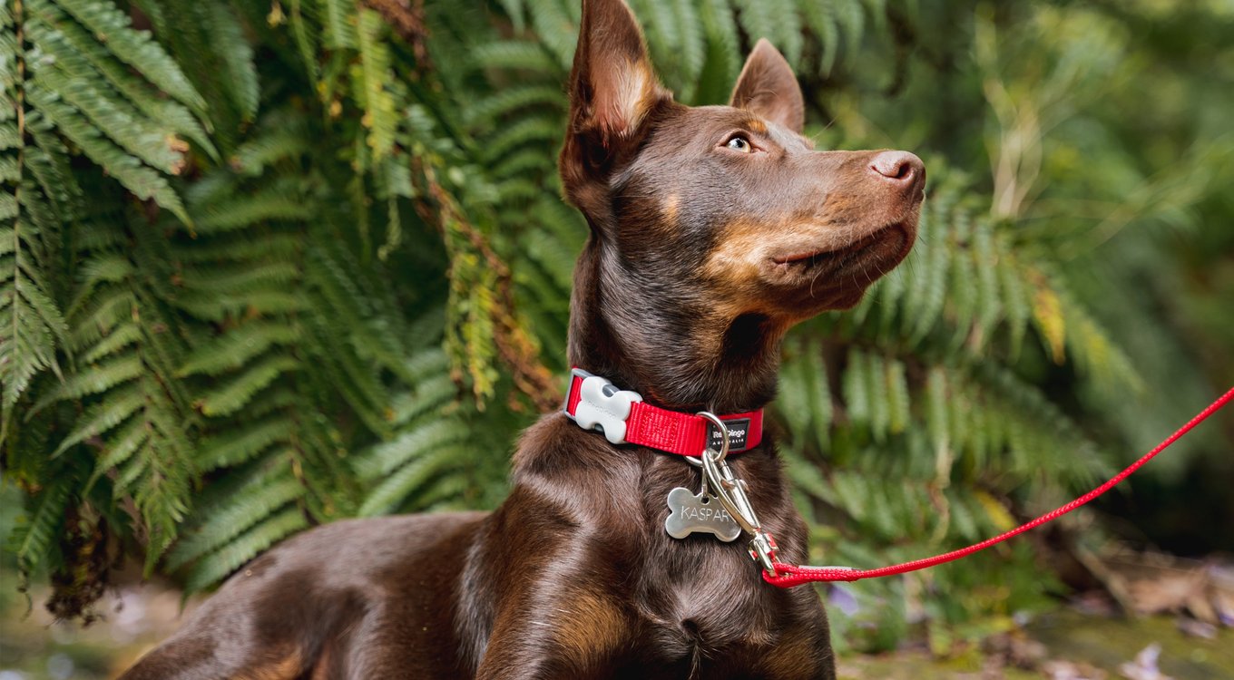 RED DINGO Circle Stainless Steel Personalized Dog & Cat ID Tag, Small ...