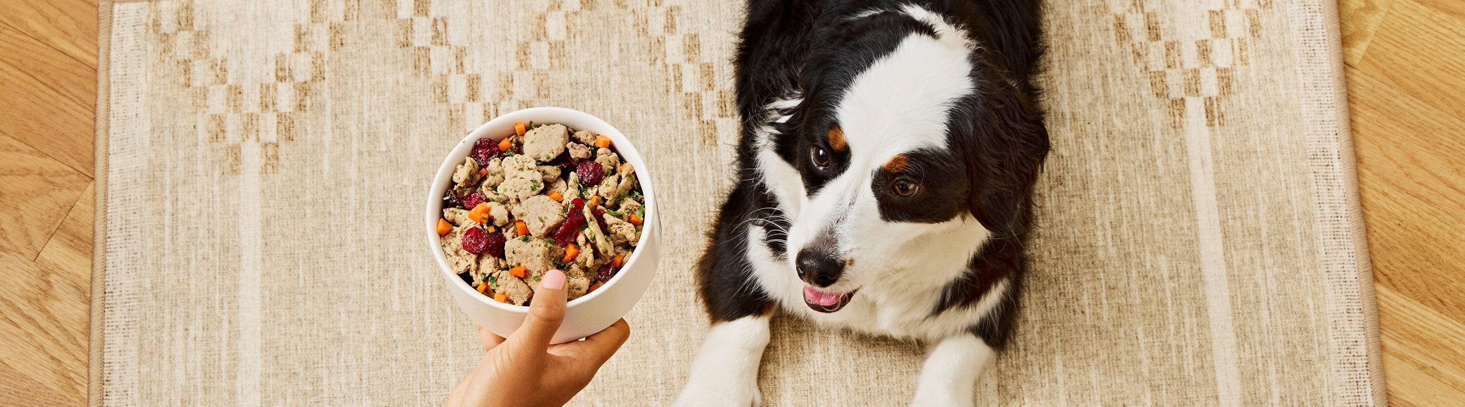 Freshpet - Free shipping | Chewy