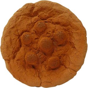 SCOOCHIE PET Premium Stuffed Latex Totally Soft Cookie Dog Chew Toy, 7 ...