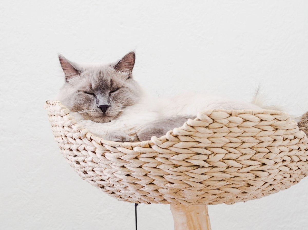 MAU Cento 46-in Modern Wooden Cat Tree & Condo, Brown - Chewy.com
