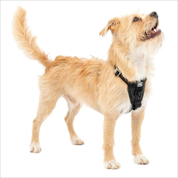Pet Harnesses - Page 2 (Free Shipping) | Chewy