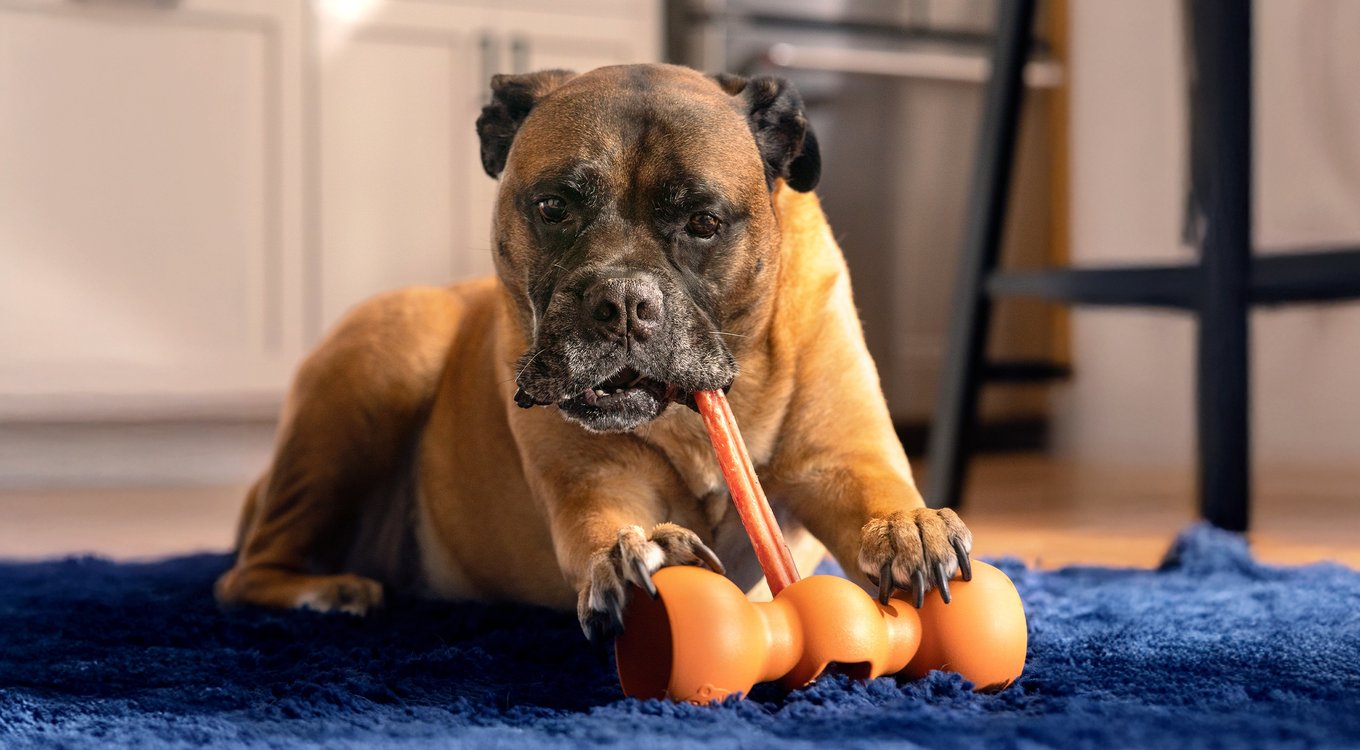 Out of Stock - BOW WOW LABS Safe Fit 6-in 100% Beef Bully Sticks Dog ...