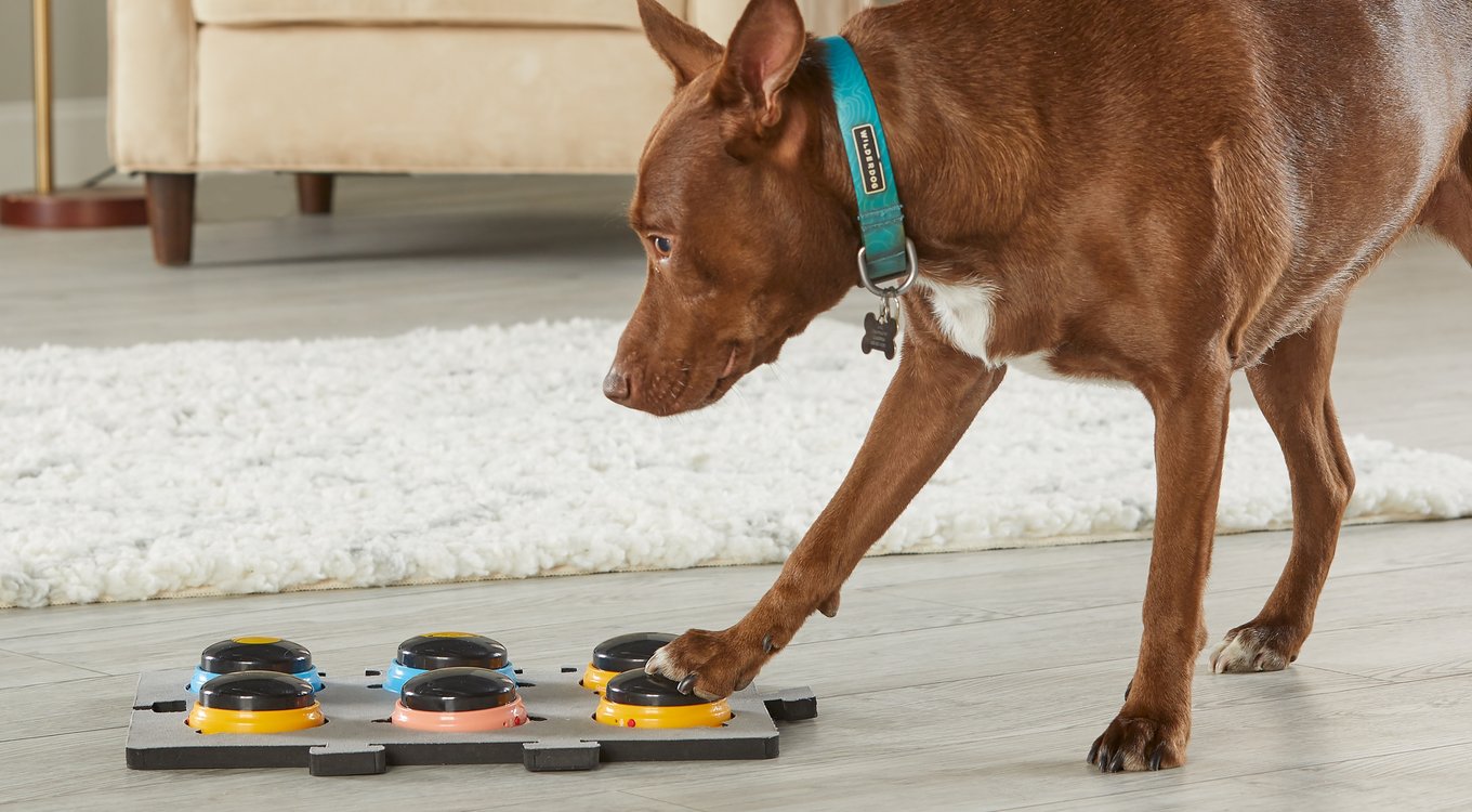 HUNGER FOR WORDS Talking Pet Button Mat Dog Toy - Chewy.com