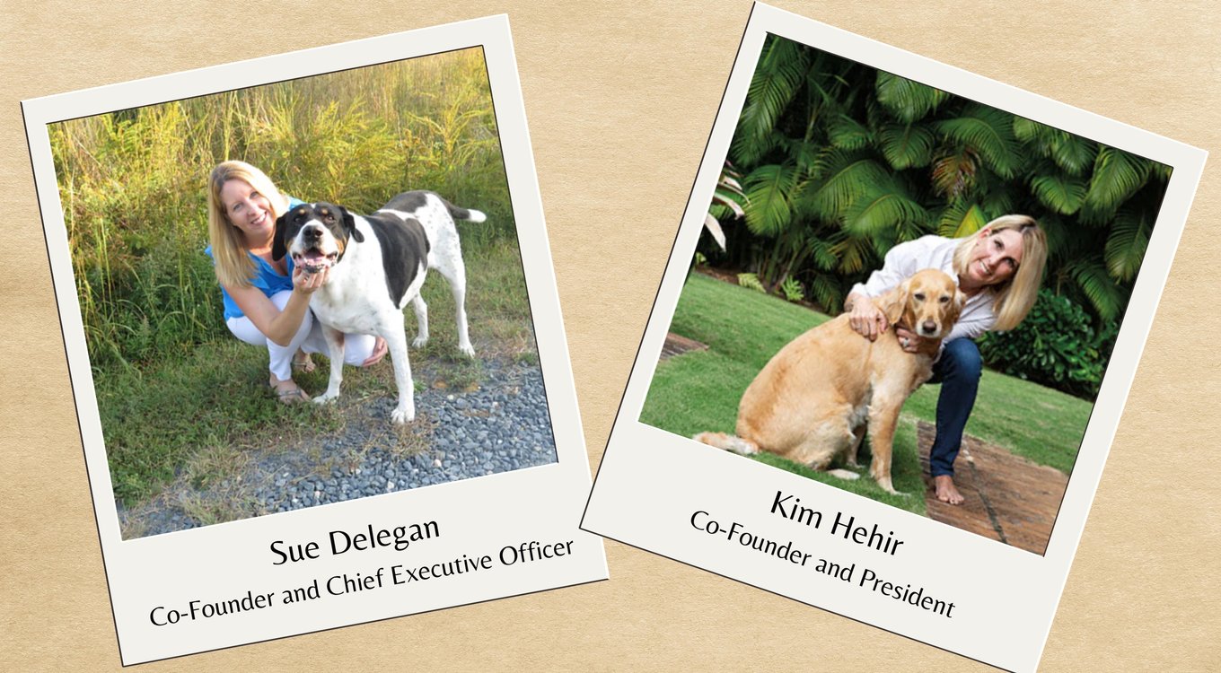 BRUTUS BROTH Chicken Bone Broth Hip & Joint with Glucosamine Dog Food ...