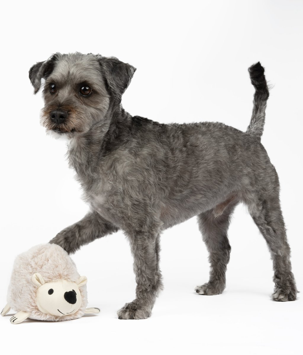 HARRY BARKER Hedgehog Plush Dog Toy, Tan - Chewy.com