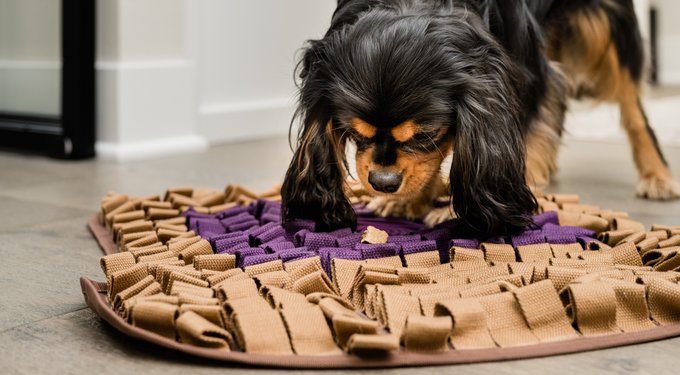 INJOYA PB & J Cat & Dog Snuffle Mat, Brown, Medium - Chewy.com