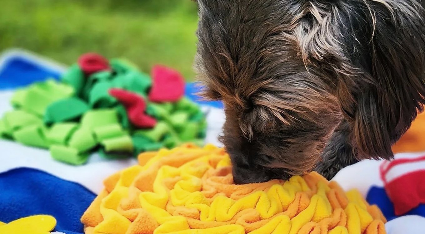 Out of Stock - INJOYA Under The Sea Cat & Dog Snuffle Mat, Blue, Medium ...