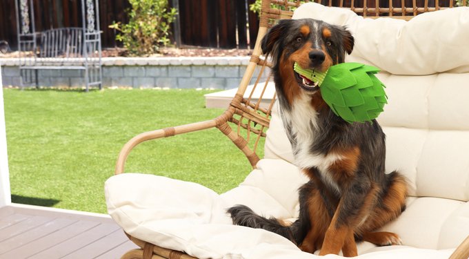 INJOYA PB & J Cat & Dog Snuffle Mat, Brown, Medium - Chewy.com