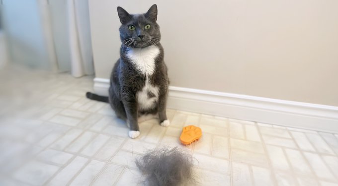 BAILEY CAT CO. The Bailey Brush Dog Brush, Pawmelo Yellow - Chewy.com