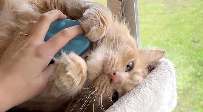 BAILEY CAT CO. The Bailey Brush Cat Brush, Tickled Ear Pink - Chewy.com