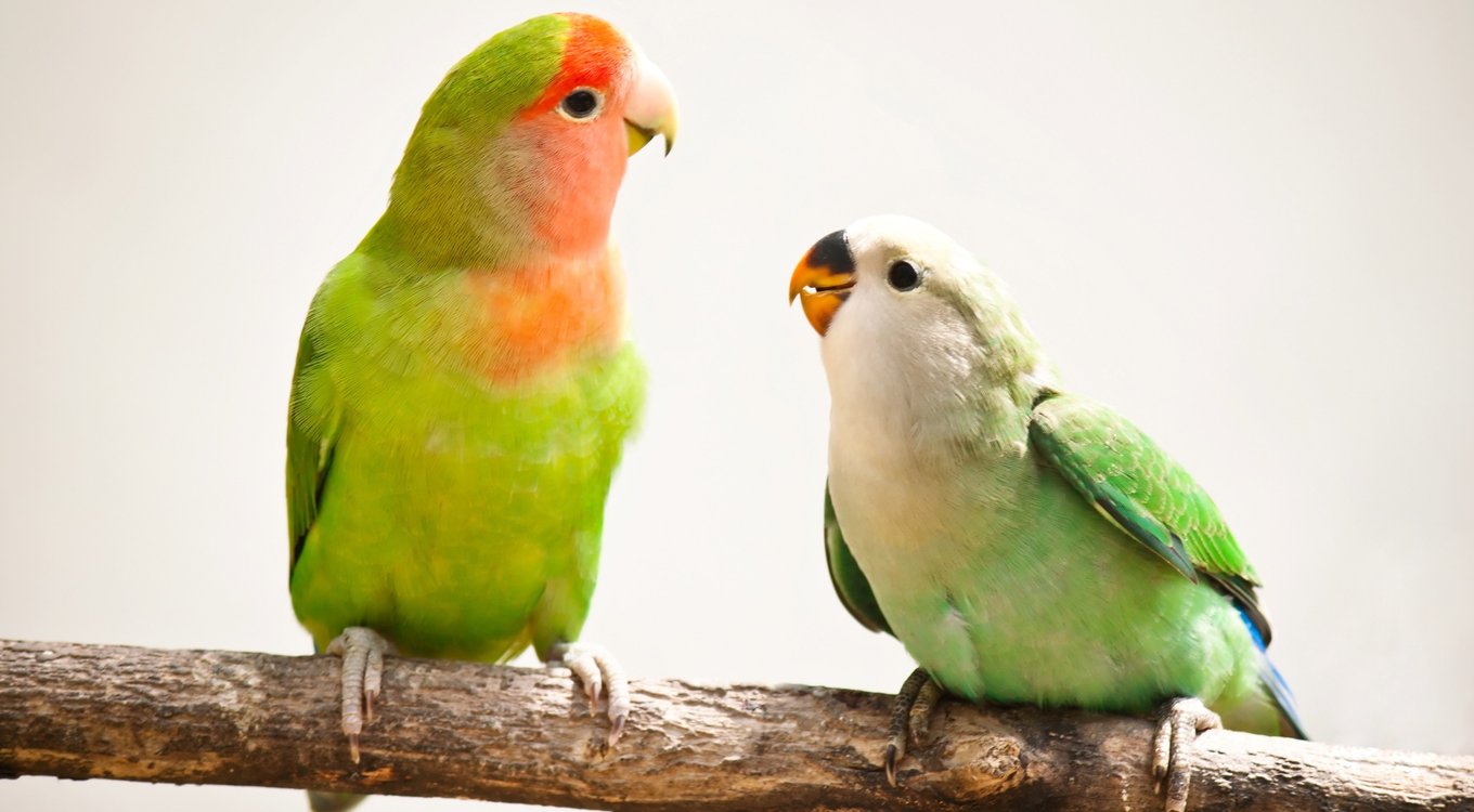 KNUTI Universal Bird Cage Seed Catcher Mesh Skirt Cover, White, 31.5 to ...