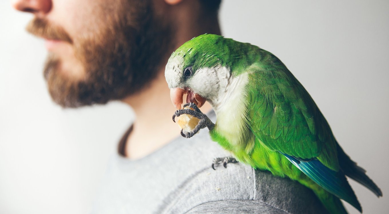 KNUTI Universal Bird Cage Seed Catcher Mesh Skirt Cover, White, 31.5 to ...