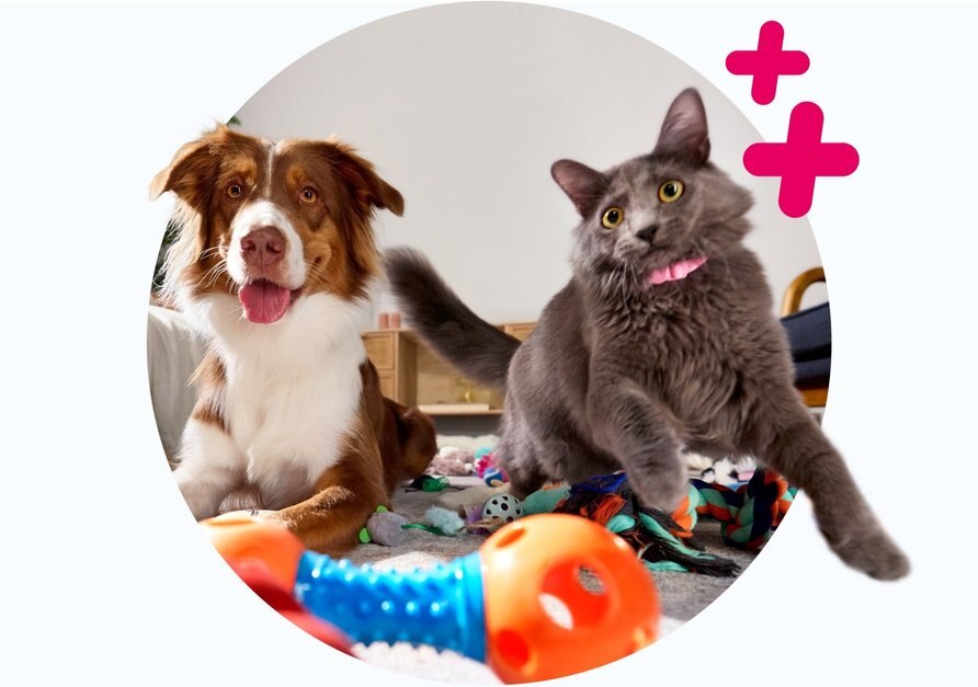 Chewy+ Membership: Free Shipping, 5% Rewards & Exclusive Offers