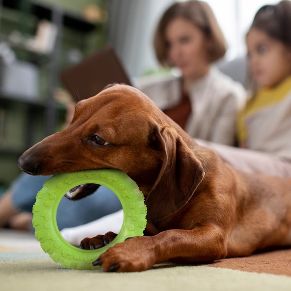 DOGLINE Tire Dog Water Toy, Green, 4-in - Chewy.com
