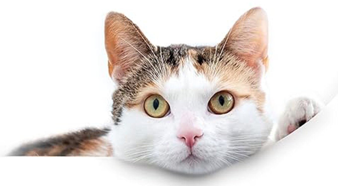 CATIT Pixi Cat Drinking Fountain, White - Chewy.com