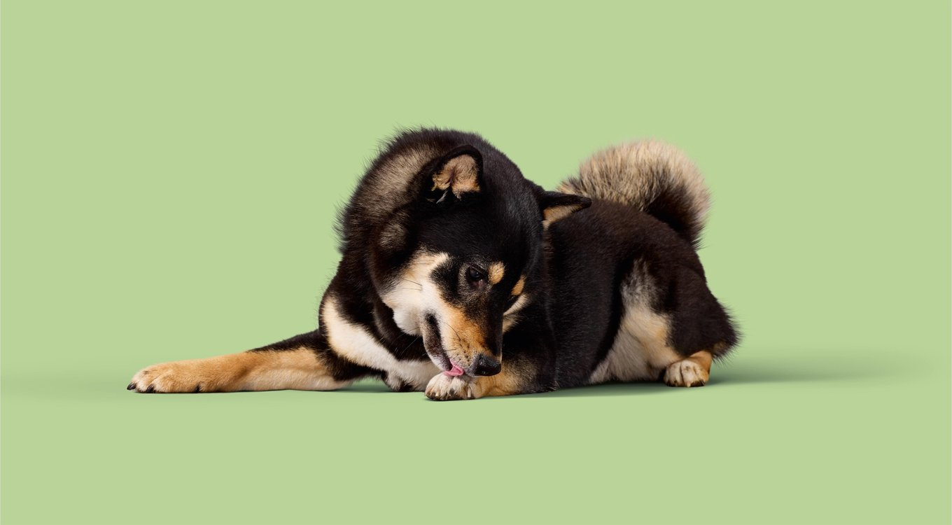 ZENRELIA (ilunocitinib tablets) for Dogs, 4.8-mg - Easy Refills | Chewy Rx