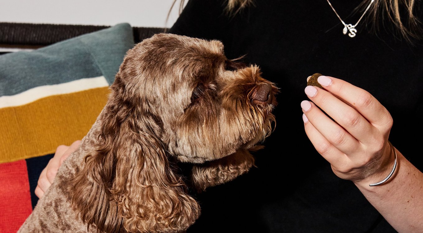 SUPER SNOUTS G.I. Balance Digestive Support Dog & Cat Supplement, 3.1 ...