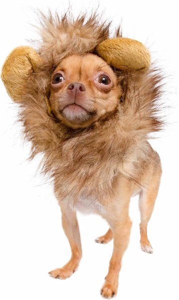 PET KREWE Lion Mane Dog Costume, Small - Chewy.com