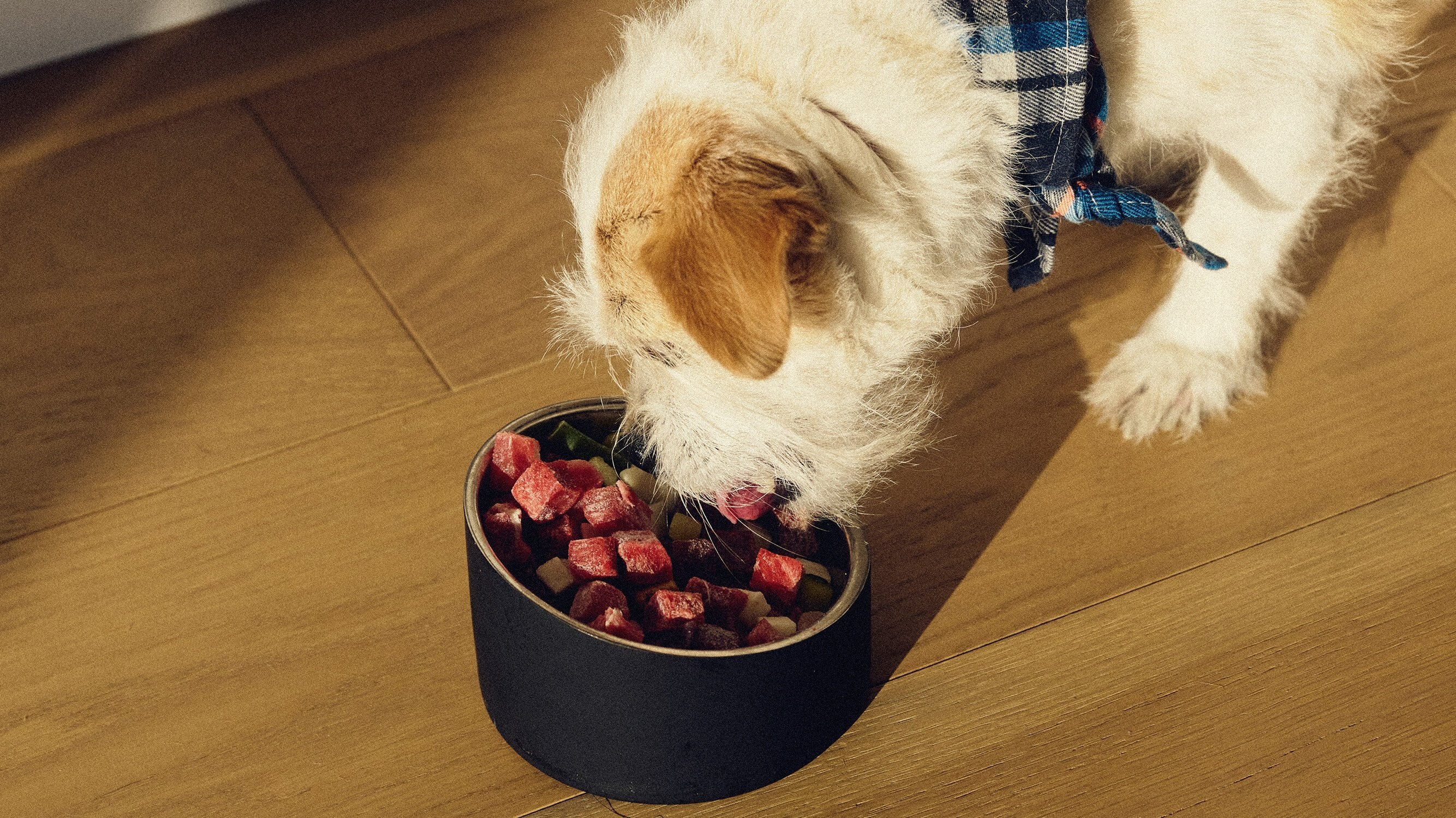 Maev Dog Food - Raw Food for Dogs | Chewy