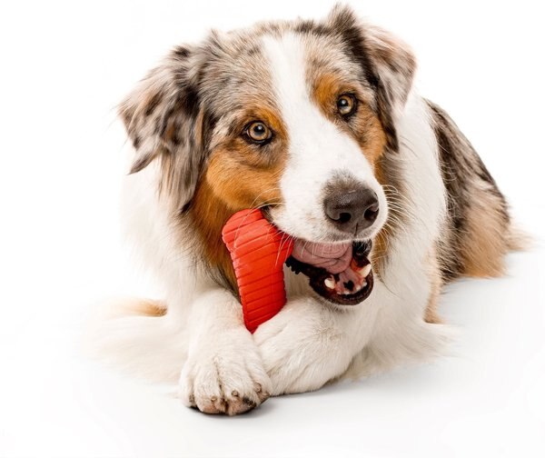 PLAYOLOGY Scented Dual Layer Bone Dog Toy, Jumbo, Beef Scented - Chewy.com