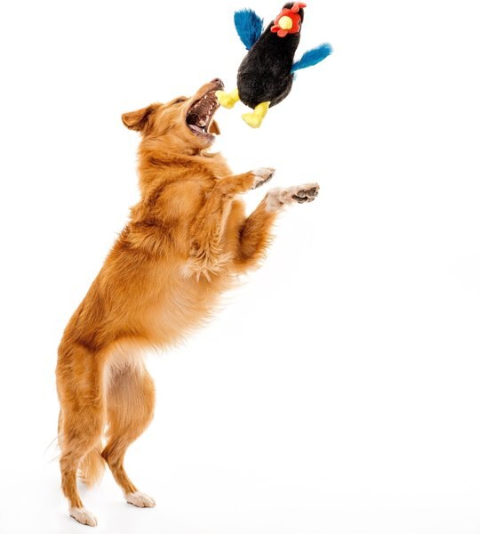 Out of Stock - PLAYOLOGY Plush Hen Chicken Scented Clucking Dog Toy ...