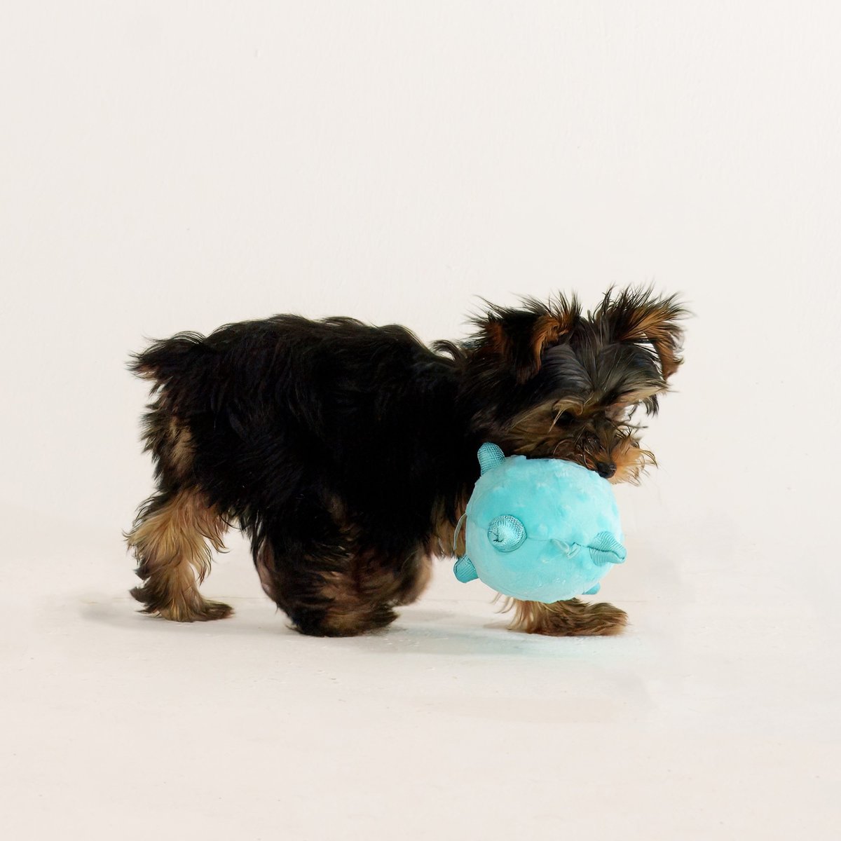 PLAYOLOGY Puppy Sensory Ball Peanut Butter Dog Toy, Blue, Small - Chewy.com