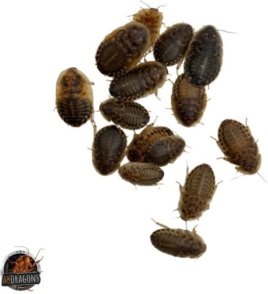 ABDRAGONS Dubia Roach Hornworm & Superworm Live Feeder Combo Reptile ...