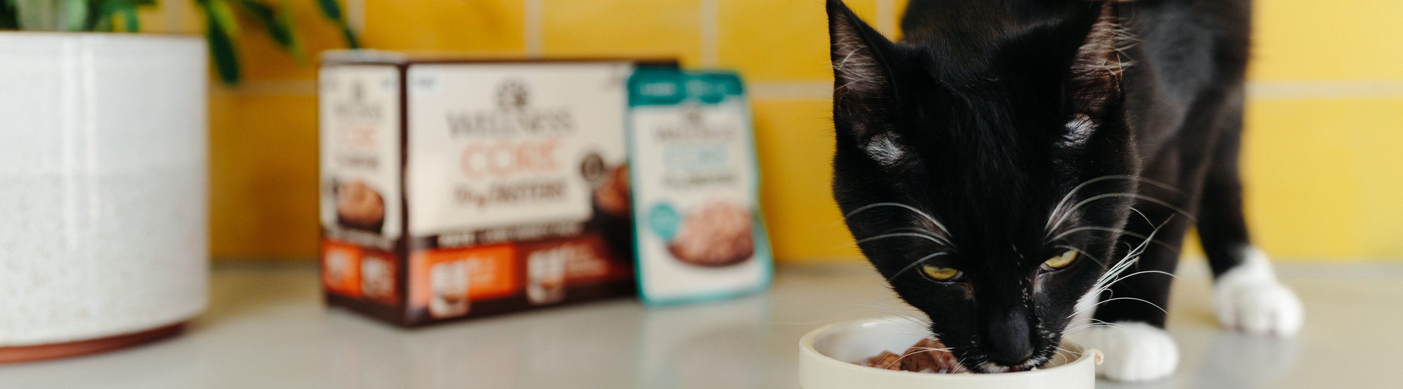 Wellness Pet Food - Free shipping | Chewy