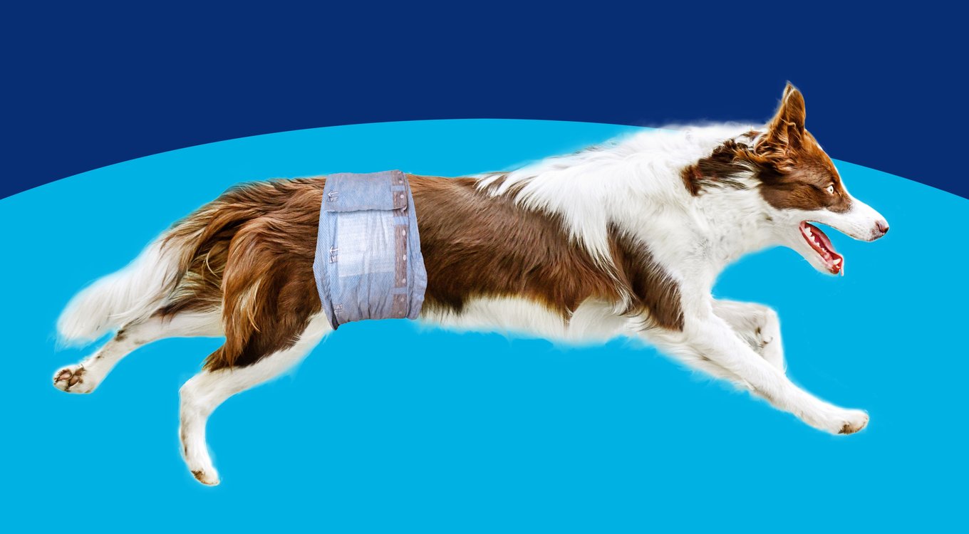 HARTZ Comfitables Stretchy Waistband Disposable Male Dog Wraps, Small ...