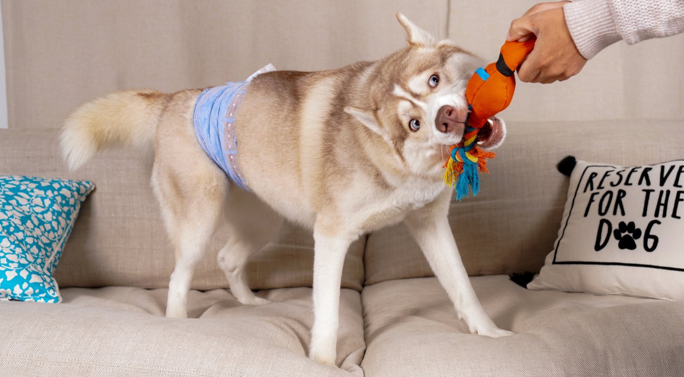 HARTZ Comfitables Stretchy Waistband Disposable Male Dog Wraps, X-Small ...