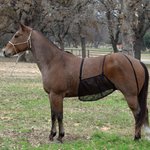 CASHEL Quiet Ride Belly Guard Horse Fly Sheet, Black, Small - Chewy.com