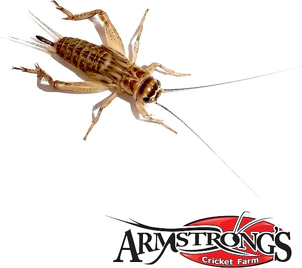 ARMSTRONG'S CRICKET FARM Crickets, Large, 1000 count - Chewy.com