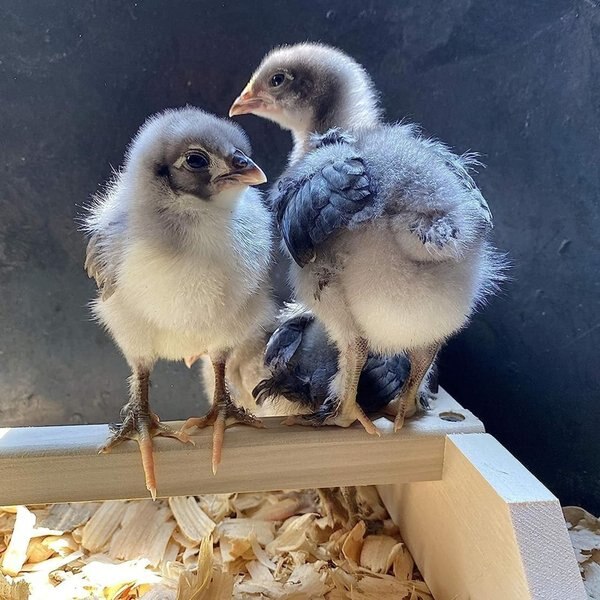 BACKYARD BARNYARD Chicken Bird Perch, 2 count - Chewy.com