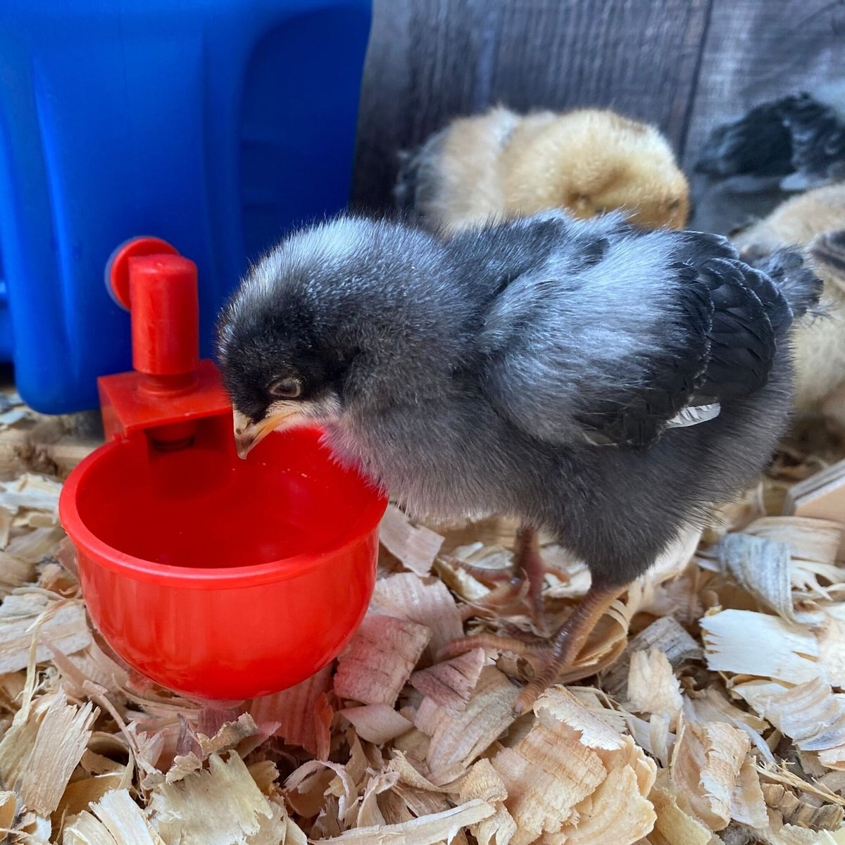 BACKYARD BARNYARD Automatic Poultry Cup Drinker, 4 count - Chewy.com
