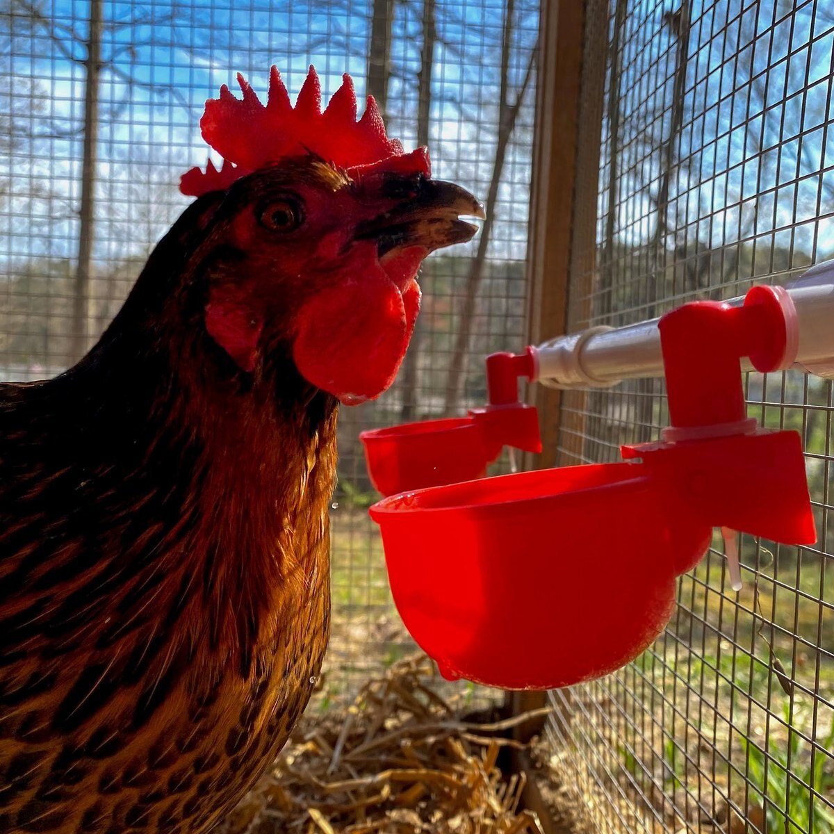 BACKYARD BARNYARD Automatic Poultry Cup Drinker, 4 count - Chewy.com
