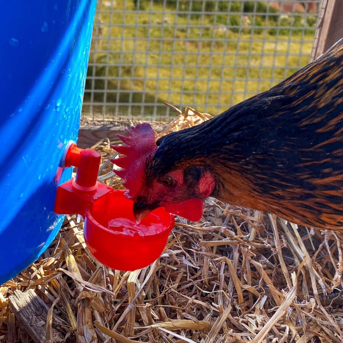 BACKYARD BARNYARD Automatic Poultry Cup Drinker, 4 count - Chewy.com