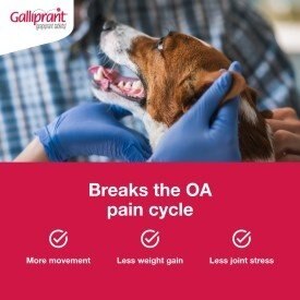 GALLIPRANT (grapiprant) Tablets for Dogs, 100-mg, 60 tablets - Chewy.com
