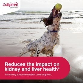 GALLIPRANT (grapiprant) Tablets for Dogs, 100-mg - Easy Refills | Chewy Rx