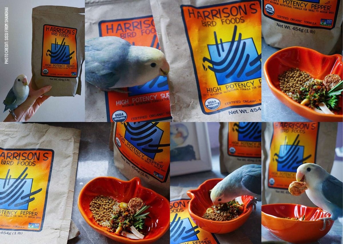 HARRISON'S High Potency Pepper Organic Pellet Bird Food, 1-lb bag ...